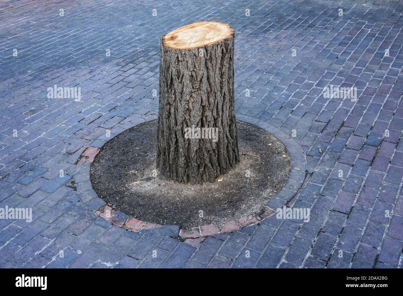 Cut tree stump in London, England United Kingdom UK Stock Photo - Alamy