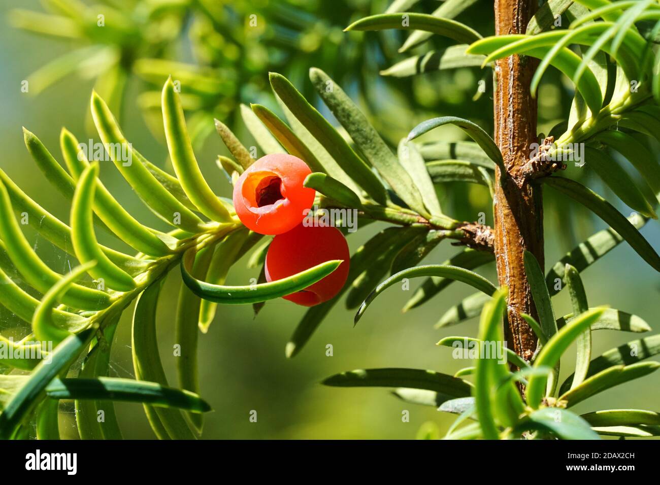 Yew tree branches red hi-res stock photography and images - Alamy