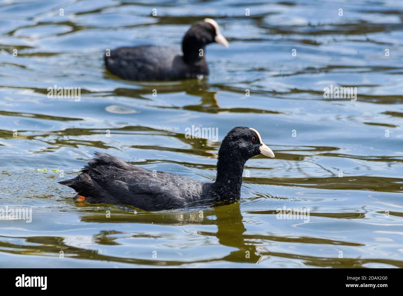 Coots swimming hi-res stock photography and images - Alamy