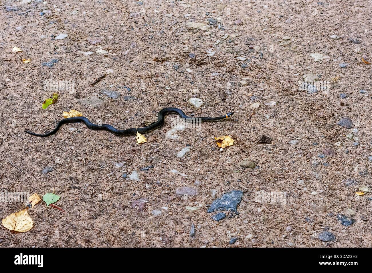 Snake, black grass snake (Natrix natrix), crawls along a sandy forest ...