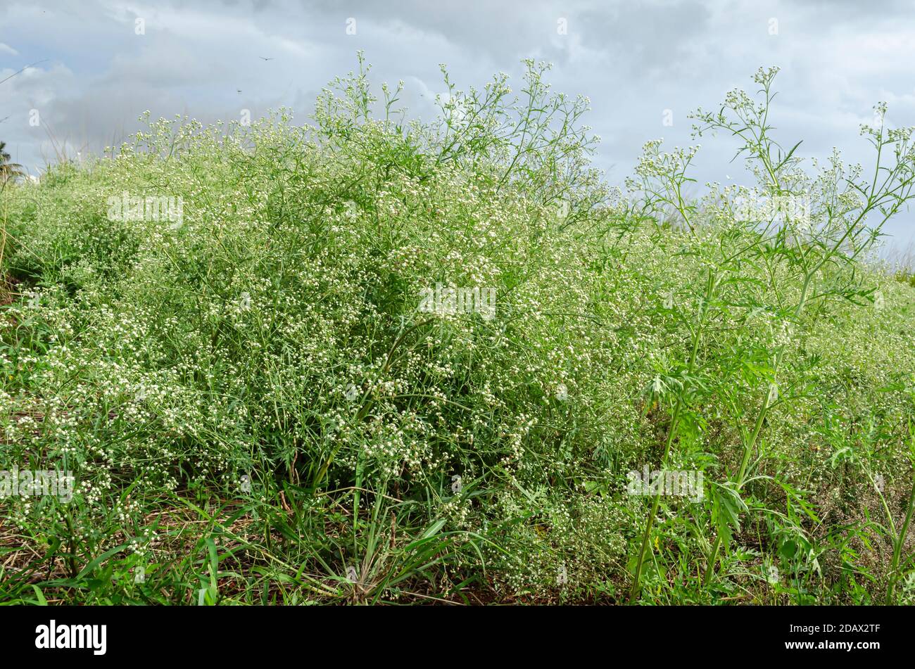 Field Of Parthenium Hysterophorus Stock Photo - Alamy