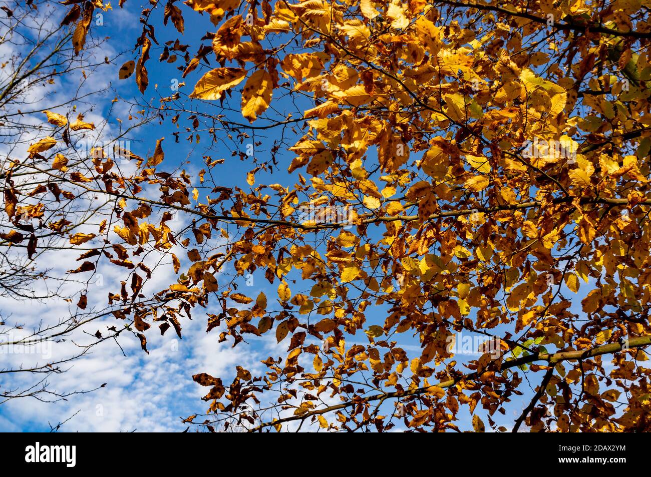 Low angle shot of a tree covered in dry yellow leaves under the ...