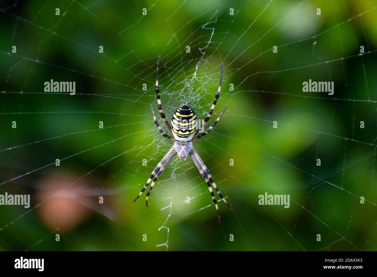 Green Spider Azores Stock Photo - Alamy