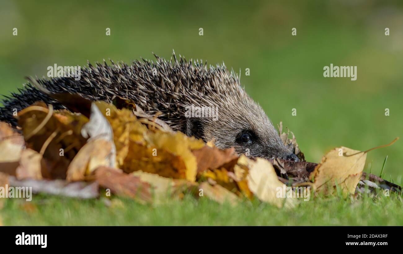 Hedgehog on grass outside in the daytime Stock Photo - Alamy
