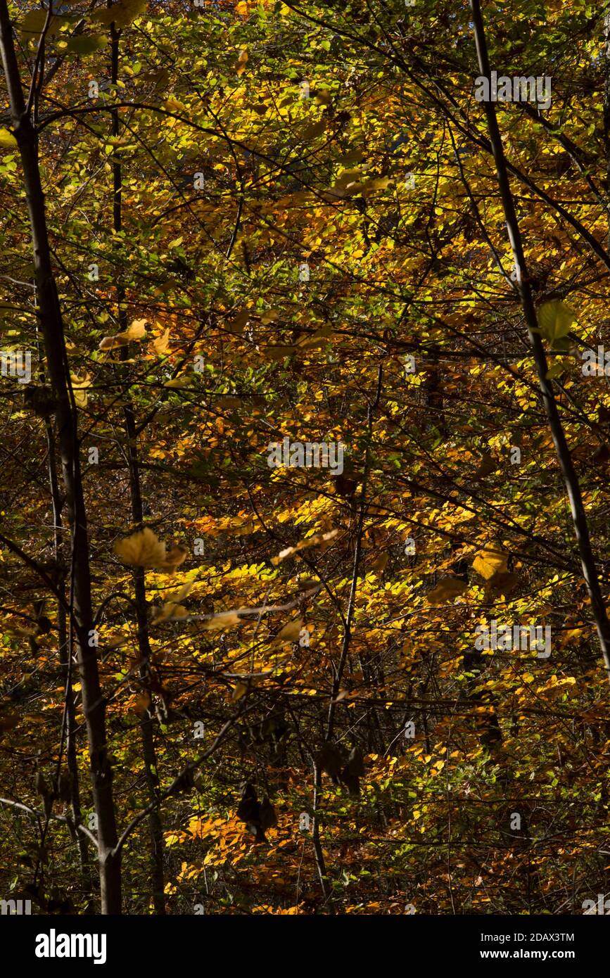 Autumn Trees Fall Foliage,Marche,Italy Stock Photo - Alamy