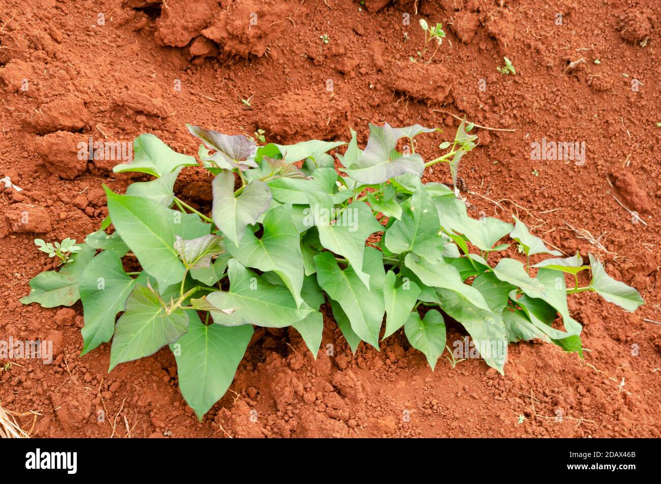 Sweet potato plant hi-res stock photography and images - Alamy