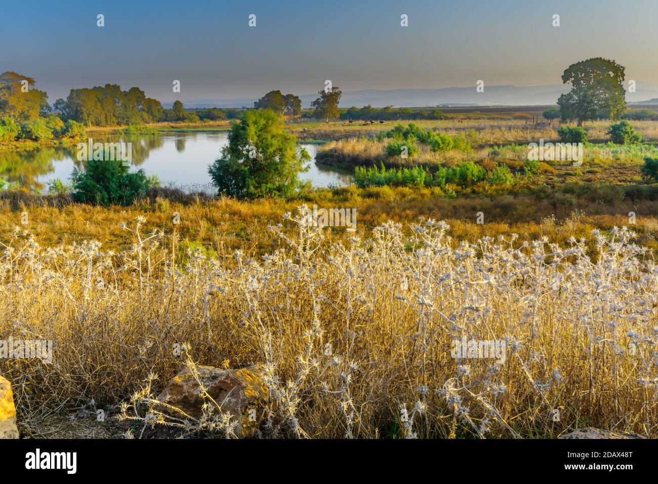 Morning view over wetland with Asian Water Buffalos (Bubalus bubalis ...