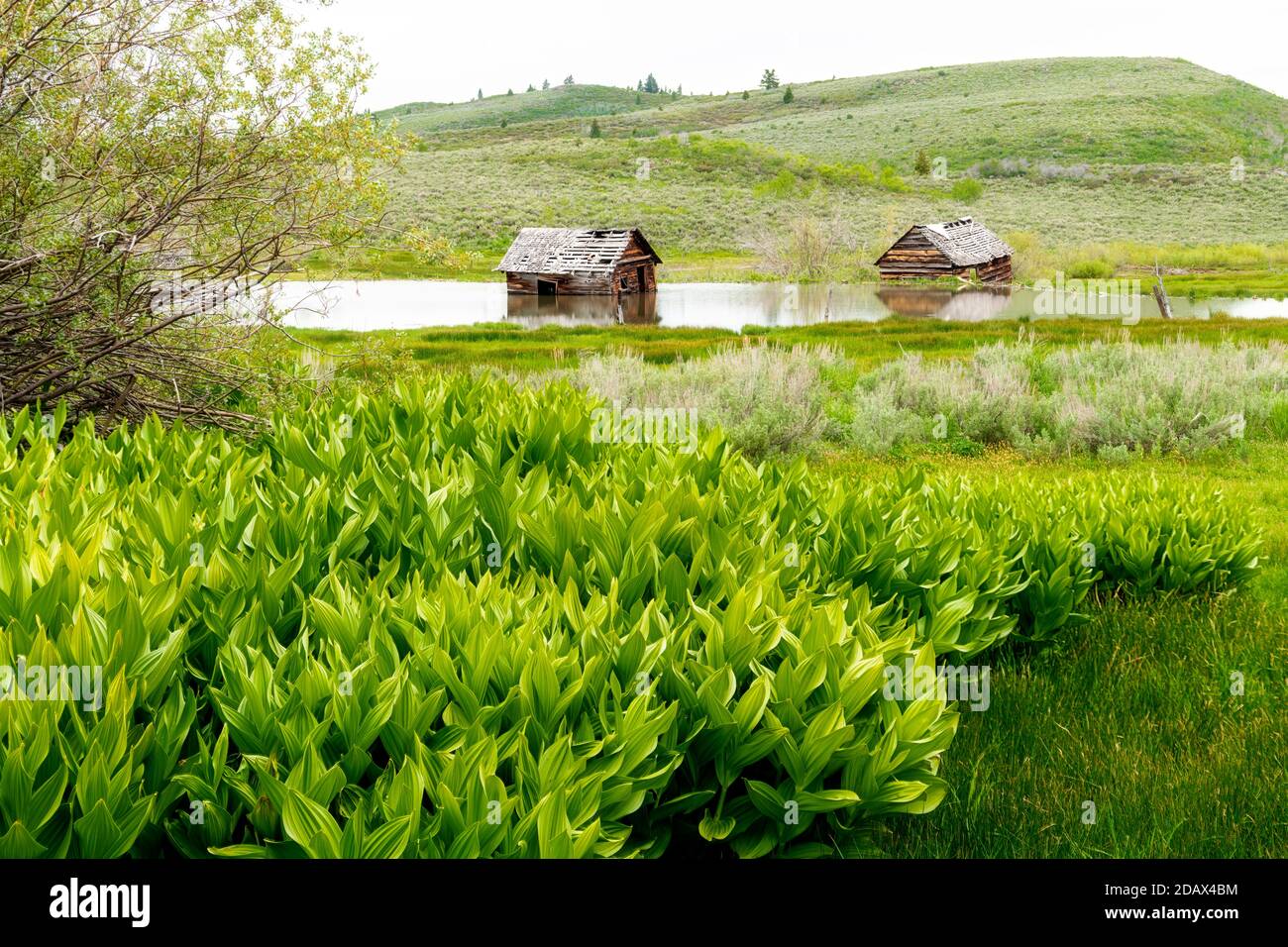 Spring flood took a farmers barn Stock Photo - Alamy