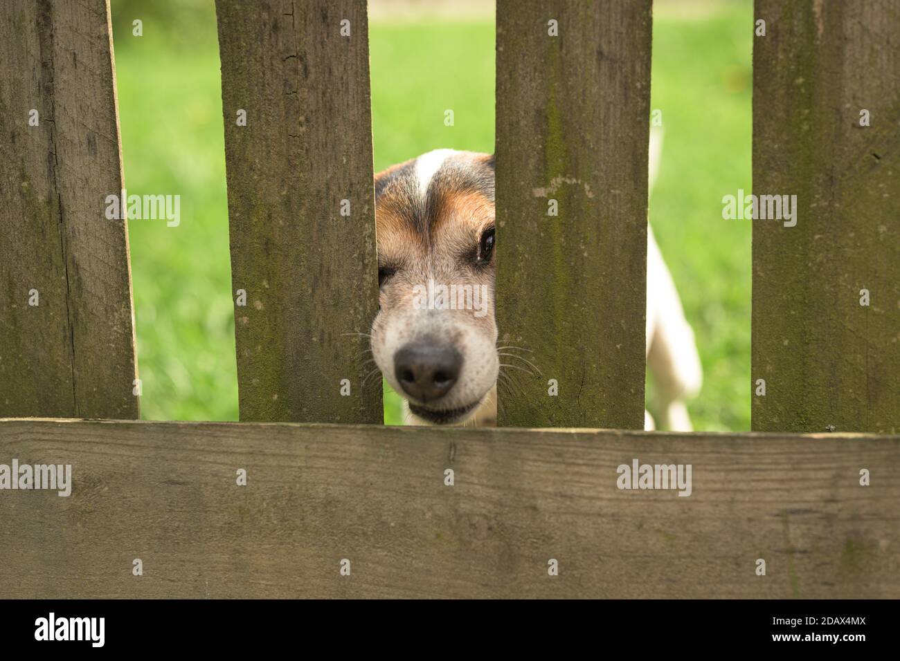 Dog peeking through fence hi-res stock photography and images - Alamy