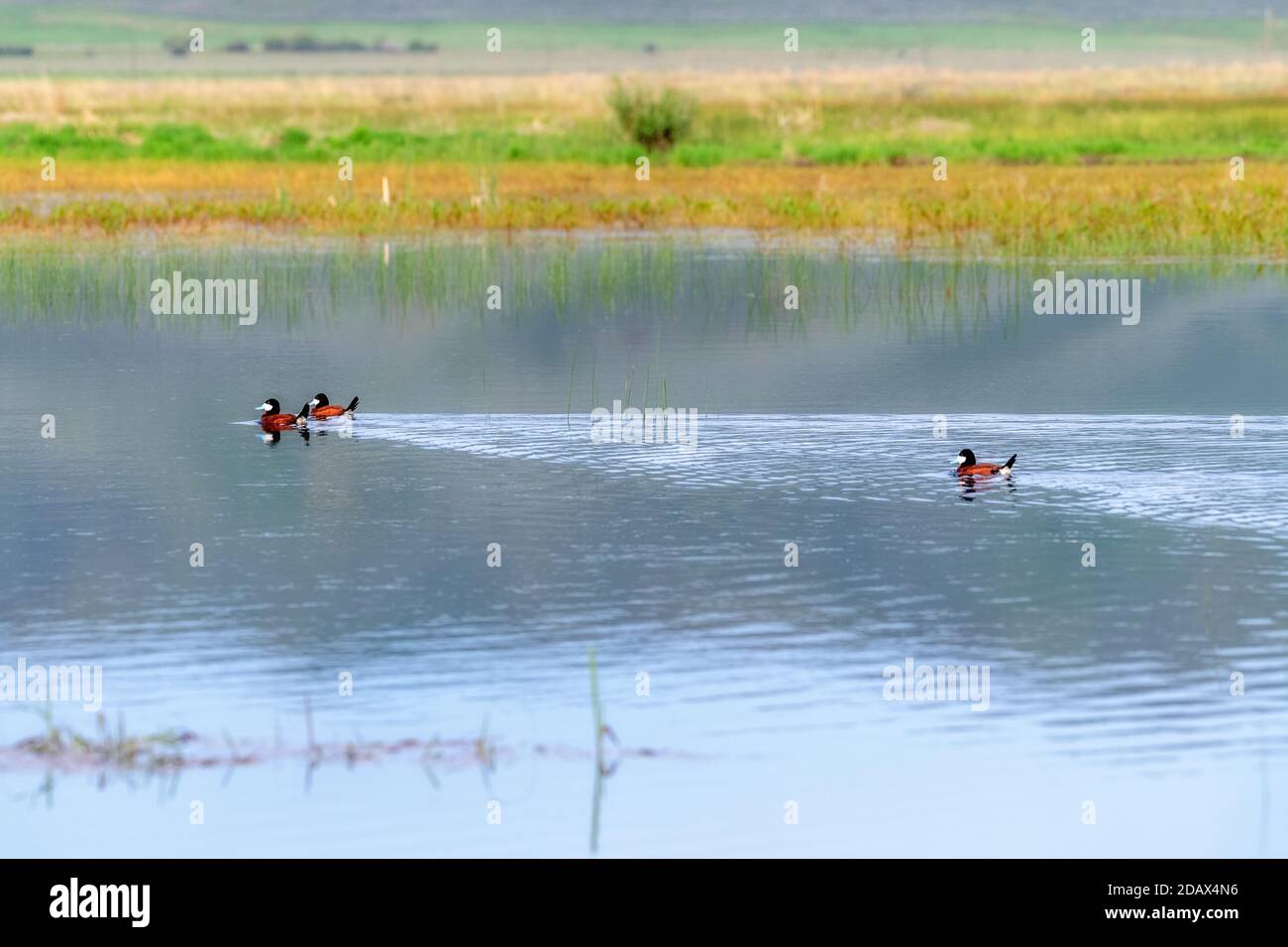 Follow wake hi-res stock photography and images - Alamy
