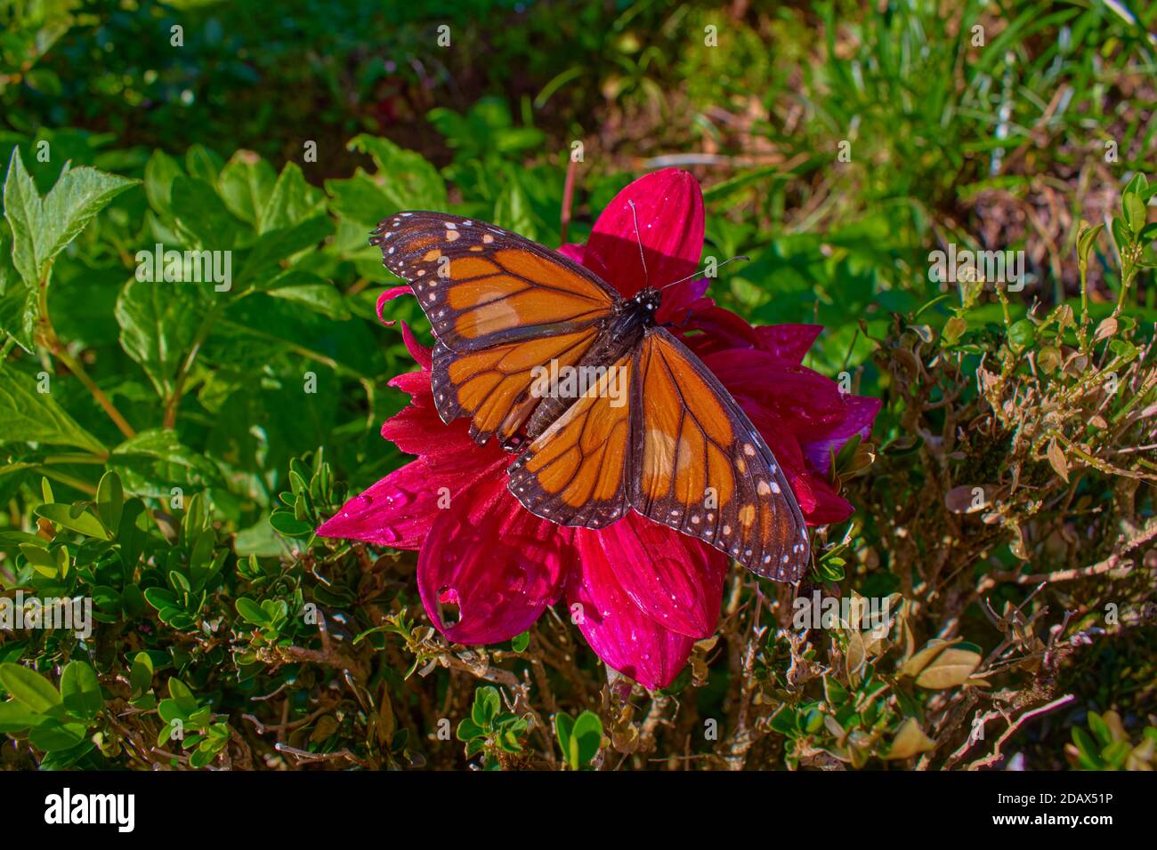 Butterfly scenery hi-res stock photography and images - Alamy