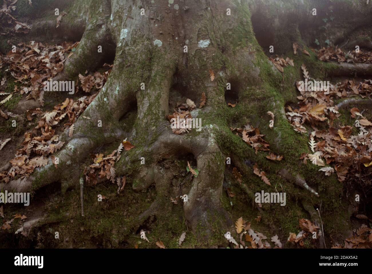 Maple tree roots hi-res stock photography and images - Alamy