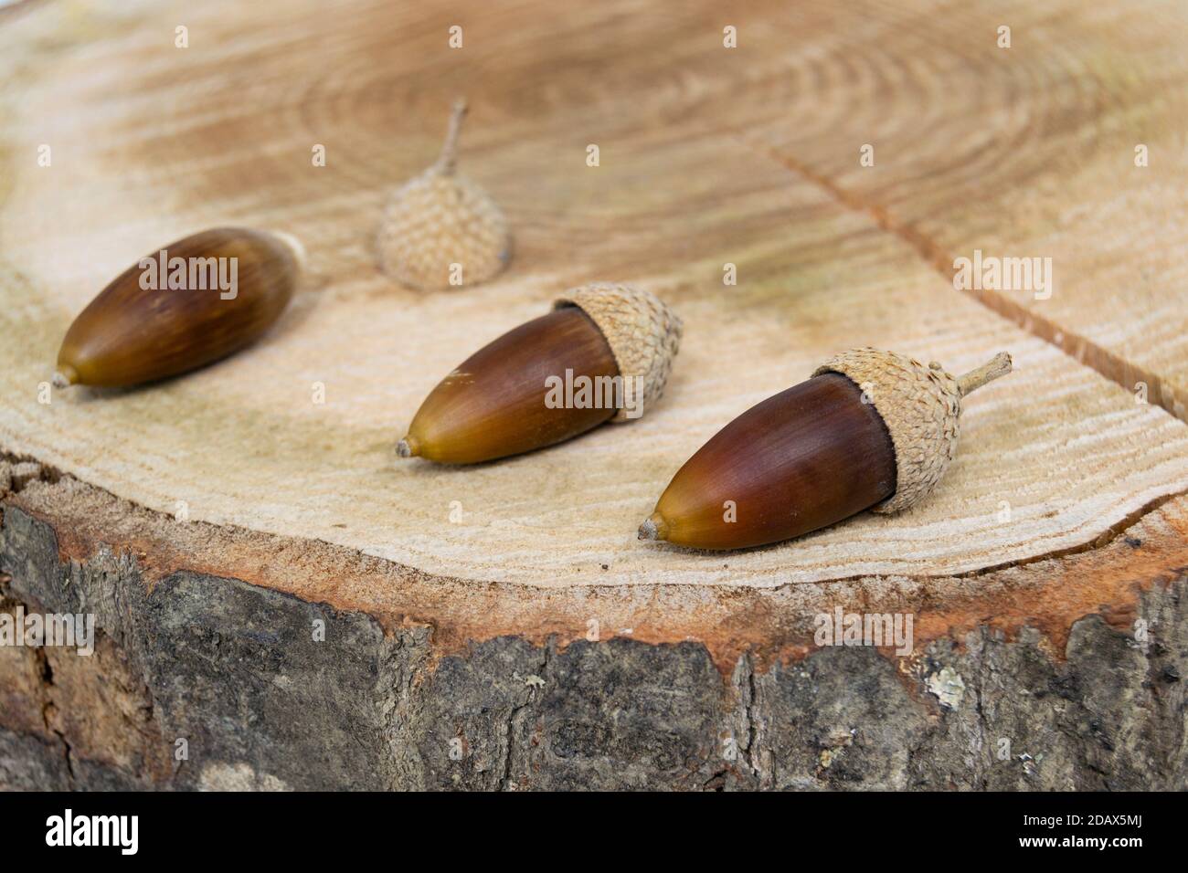 Brown acorn resting on the wooden trunk of a cut tree Stock Photo - Alamy