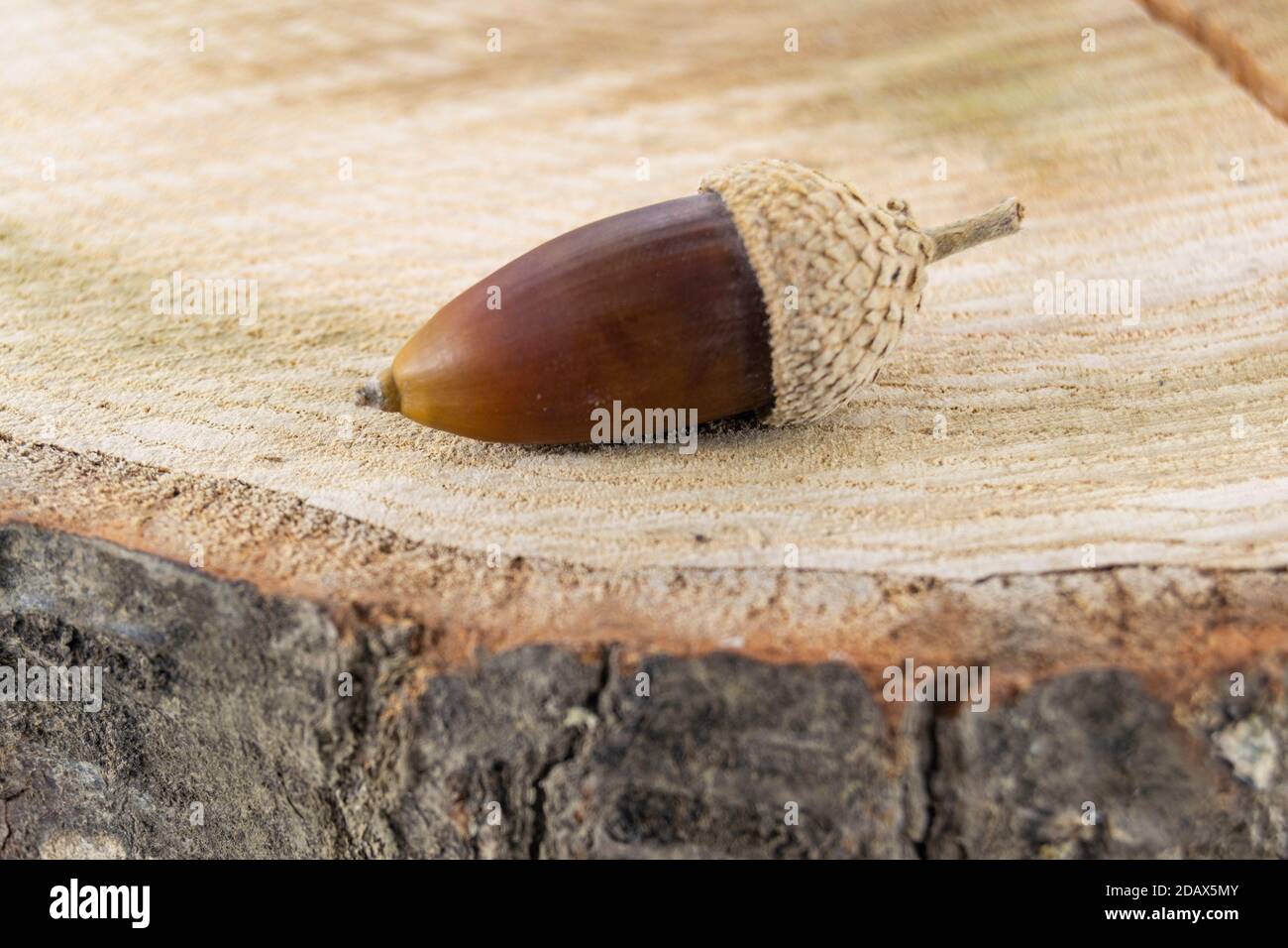 Brown acorn resting on the wooden trunk of a cut tree Stock Photo - Alamy
