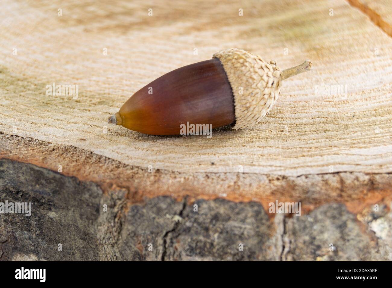Brown acorn resting on the wooden trunk of a cut tree Stock Photo - Alamy