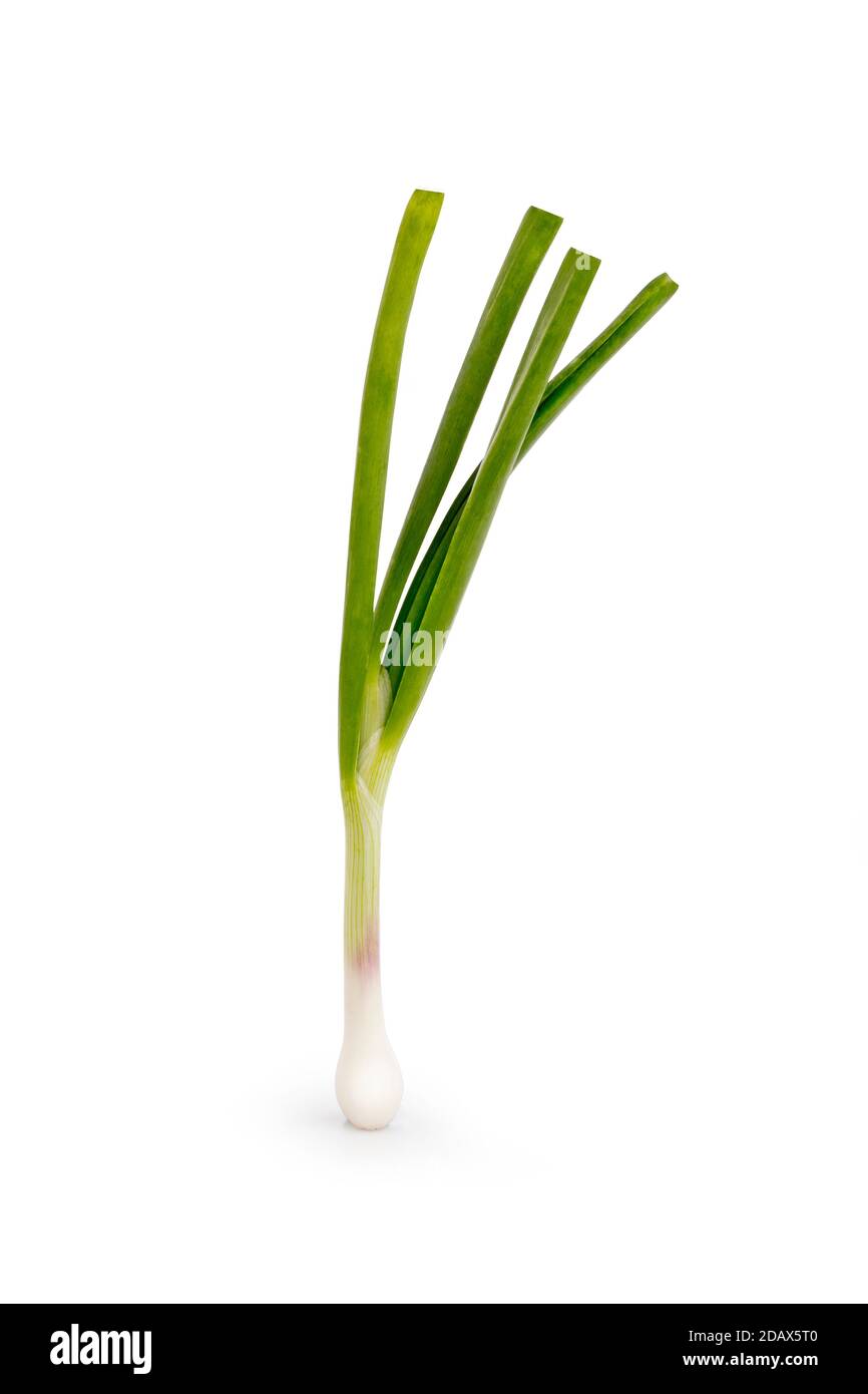 Vegetables: leaf fresh green onion isolated on white background Stock ...
