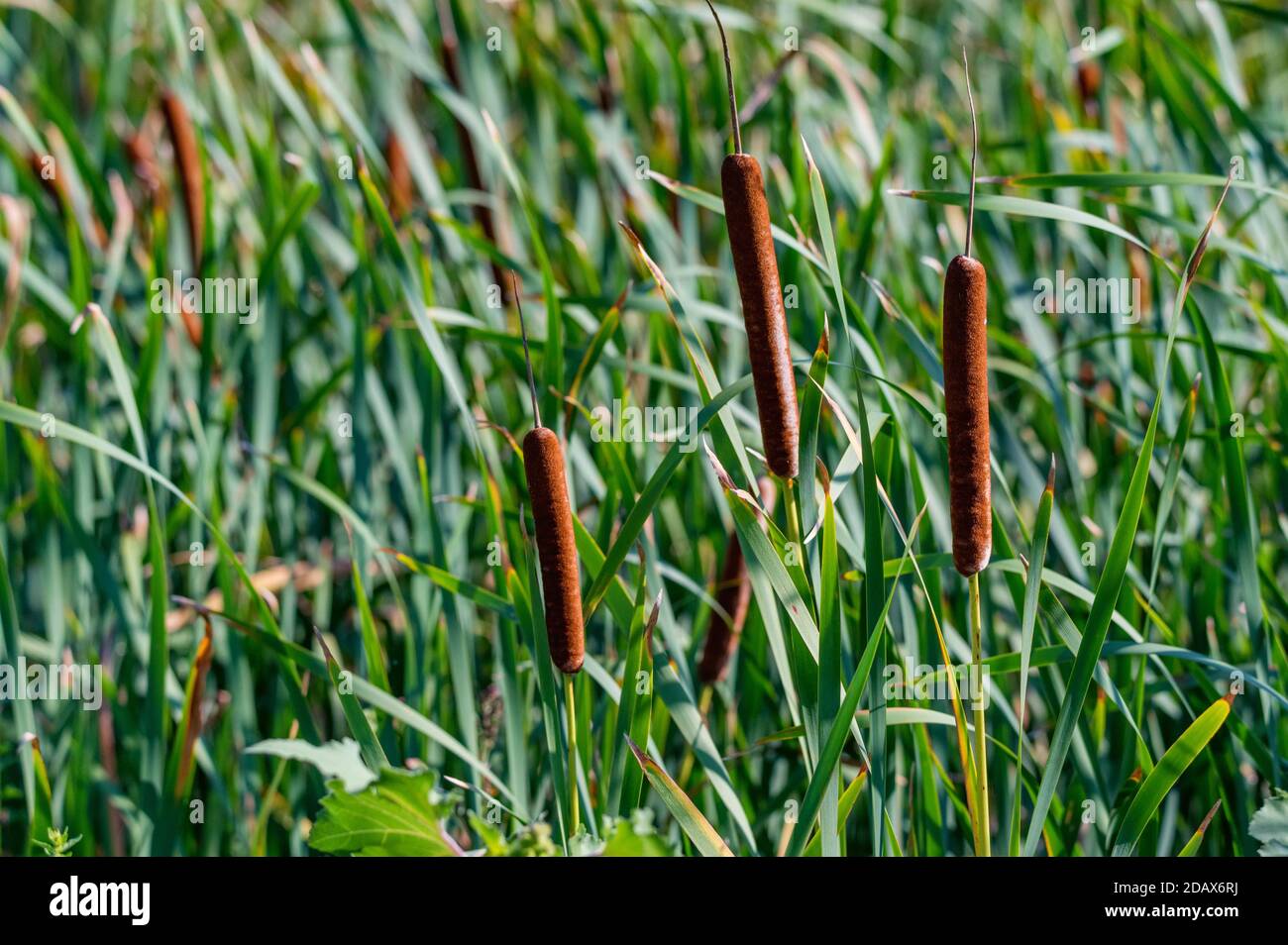 Typha angustifolia hi-res stock photography and images - Alamy
