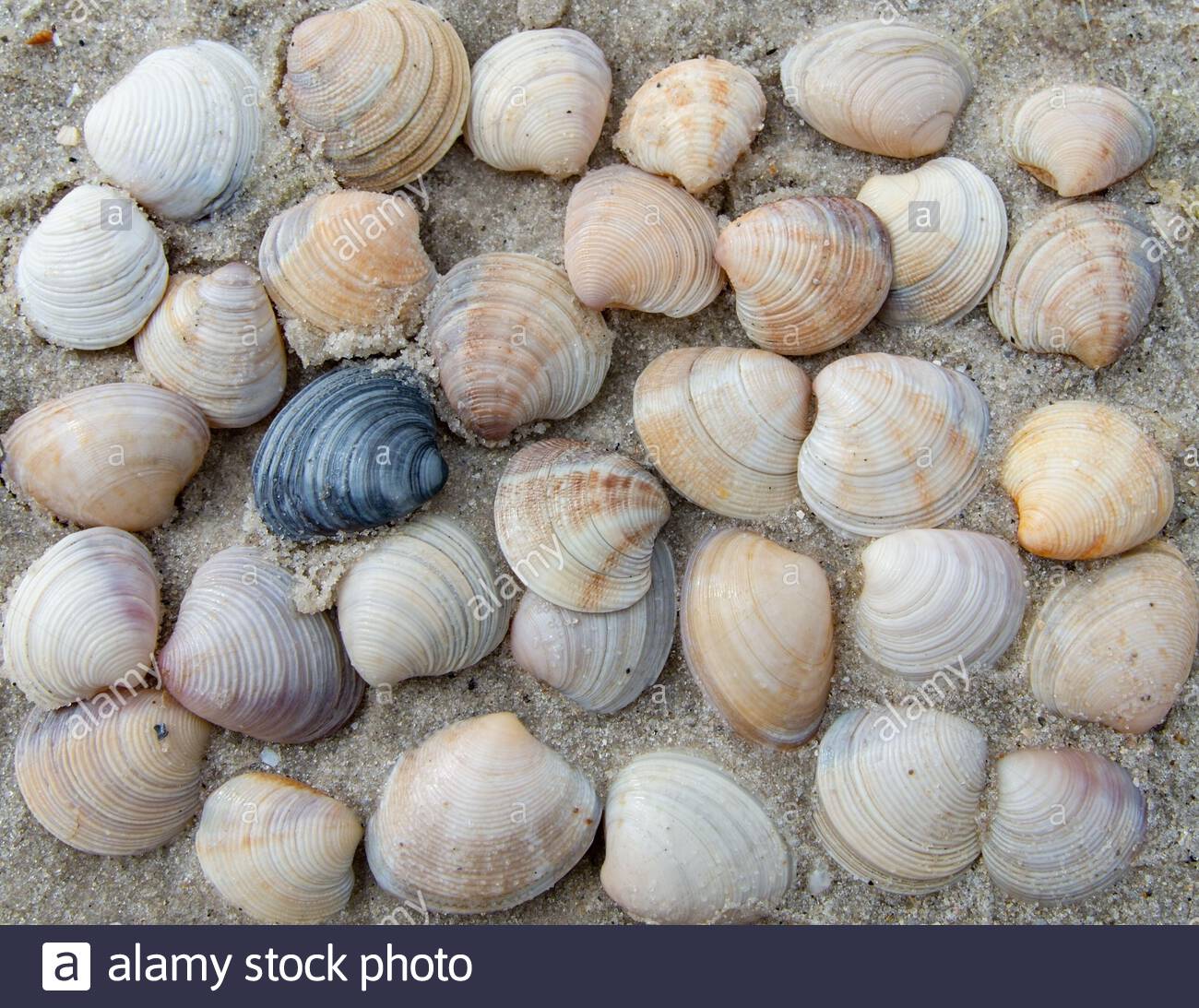 Flat Position High Resolution Stock Photography and Images - Alamy
