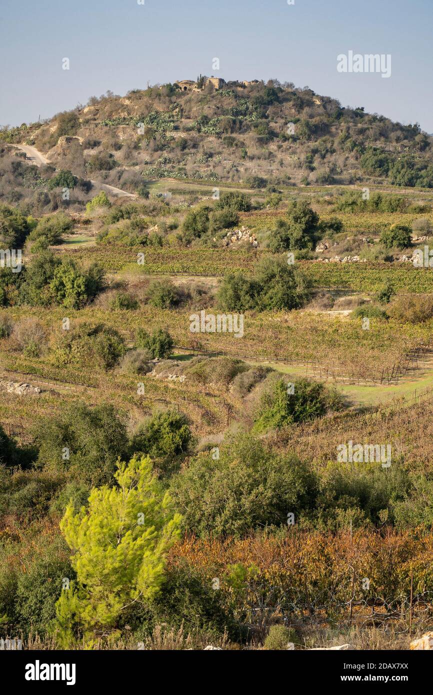 Tzova, Israel - November 14th, 2020: Vineyards and plantations near ...