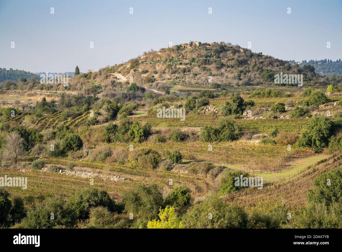 Tzova, Israel - November 14th, 2020: Vineyards and plantations near ...