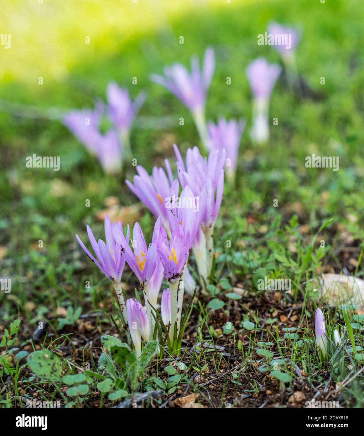 A patch of Colchicum Stevenii, or Steven's meadow saffrons, in a fallow ...