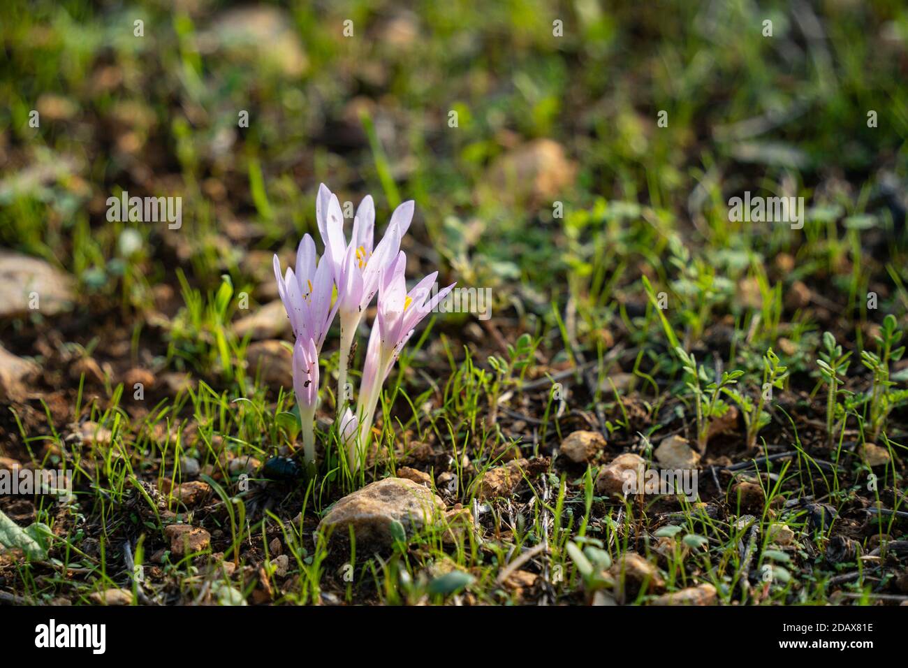 Backlit Colchicum Stevenii, or Steven's meadow saffrons, in a fallow ...