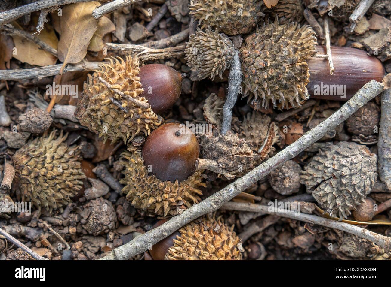 A close up image of mature palestine oak acorns on the ground Stock ...