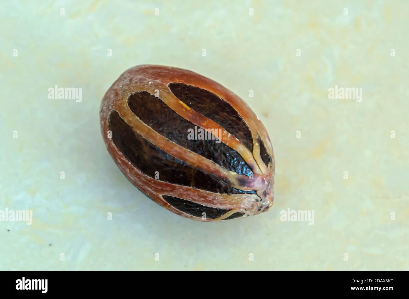 Nutmeg Shell High Resolution Stock Photography and Images - Alamy