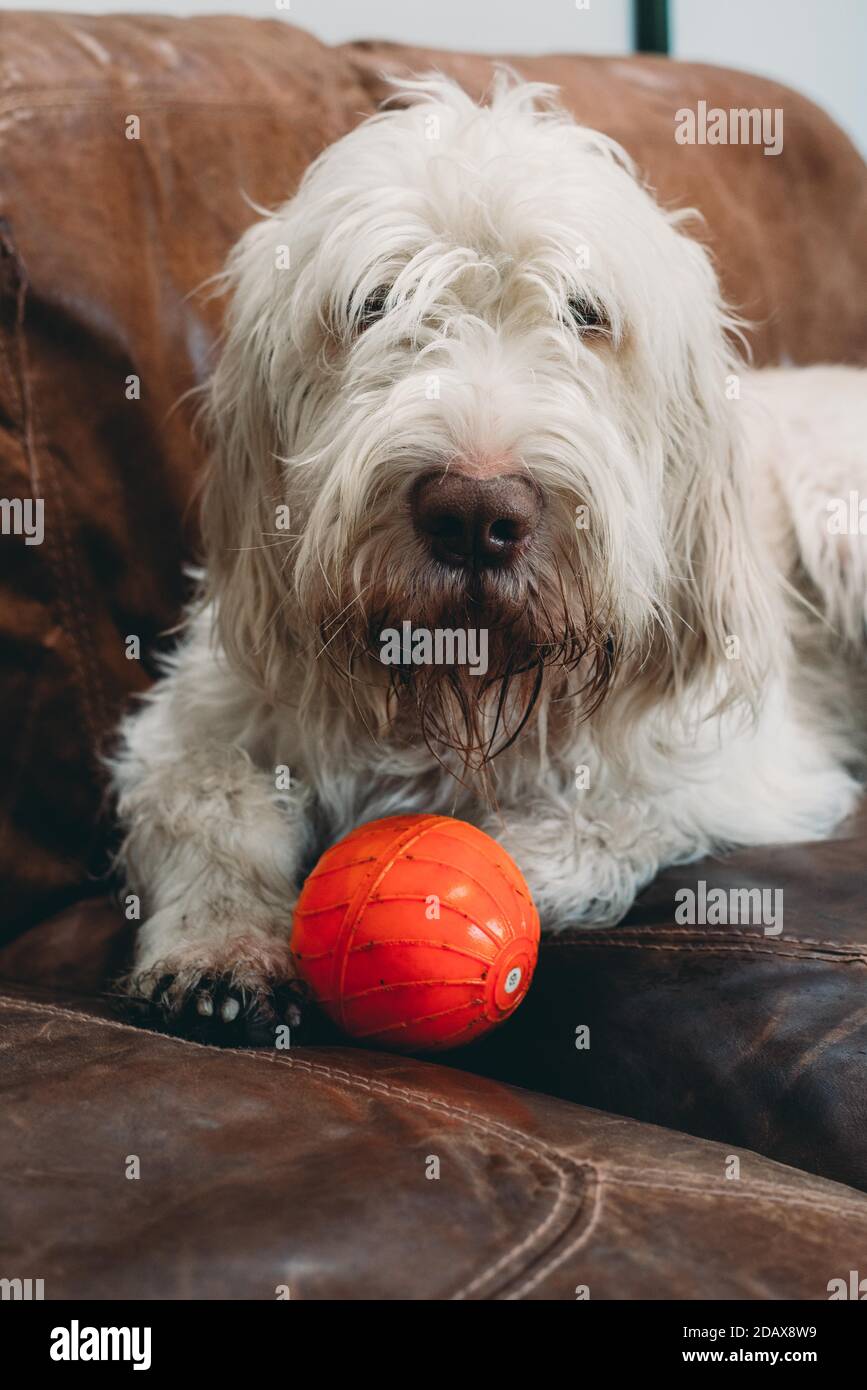 Closeup shot of a cute Polish lowland shepherd with a ball in front of ...