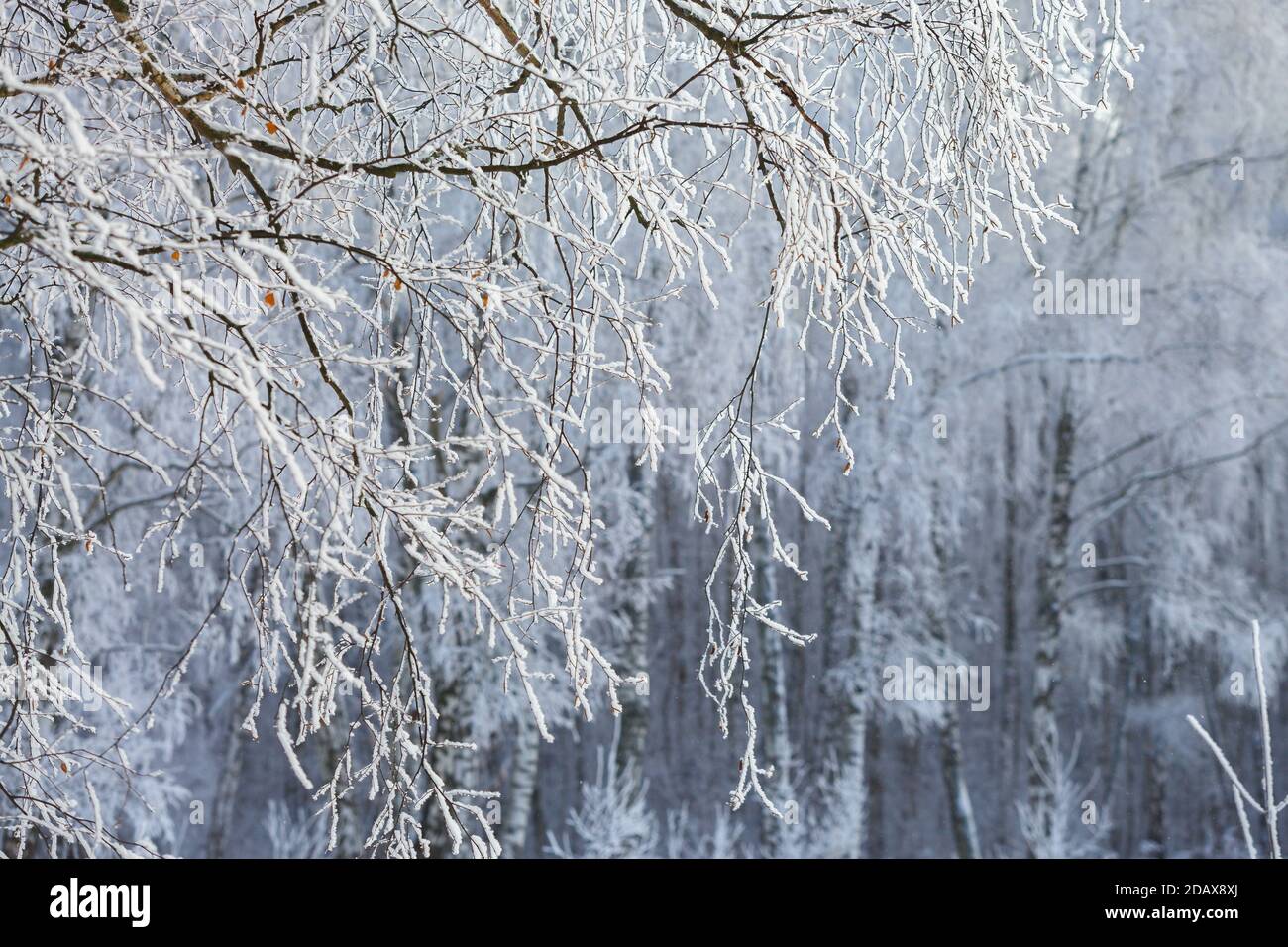 Tree branches in the frost closeup. Winter frosty day Stock Photo - Alamy