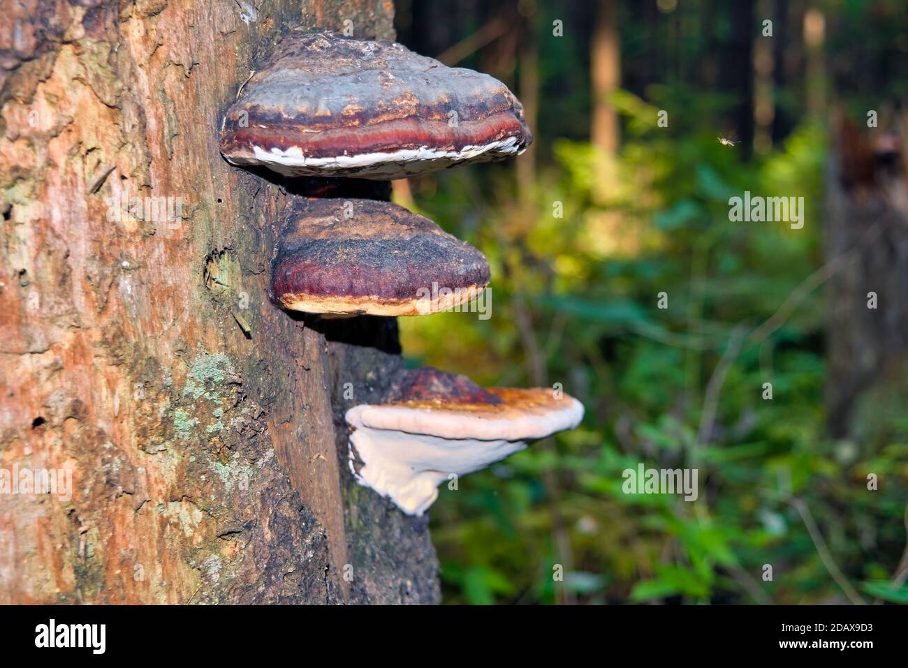 Fruit bodies of Ganoderma lucidum on the trunk of a tree close-up Stock ...
