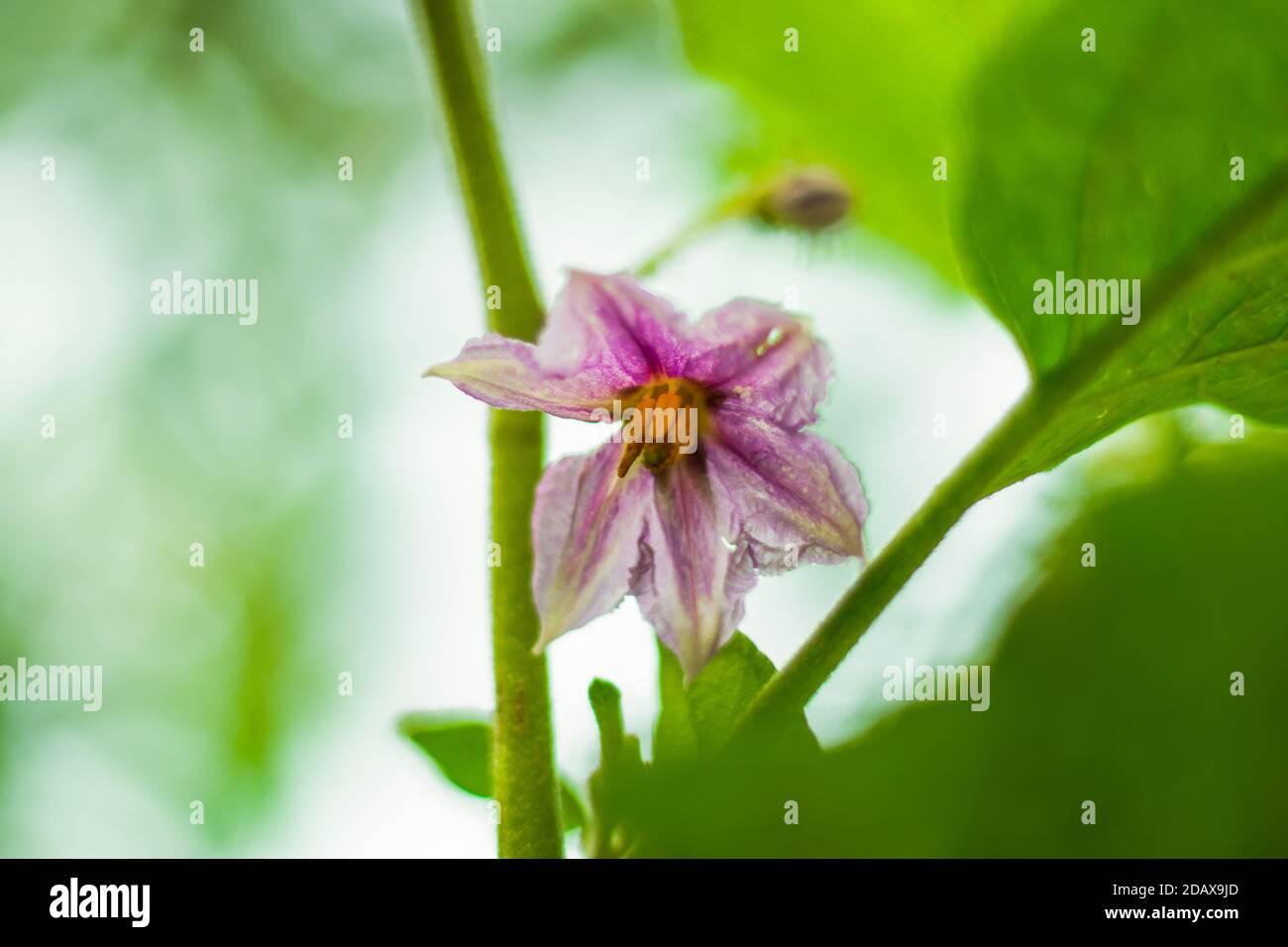 A colorful single brinjal flower in the family garden Stock Photo - Alamy