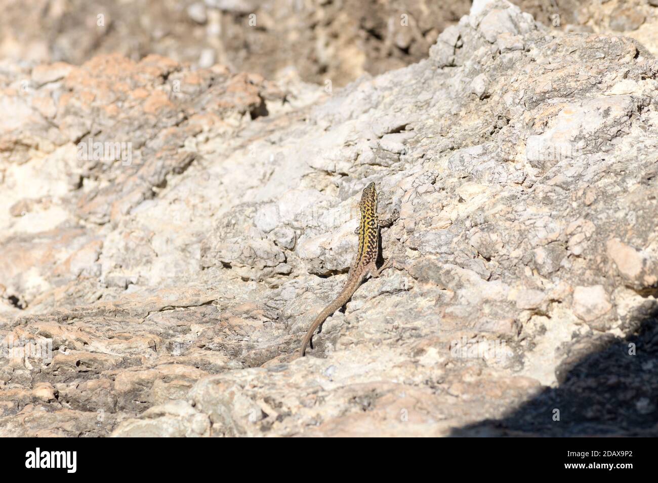 Little lizard on a rock Stock Photo - Alamy