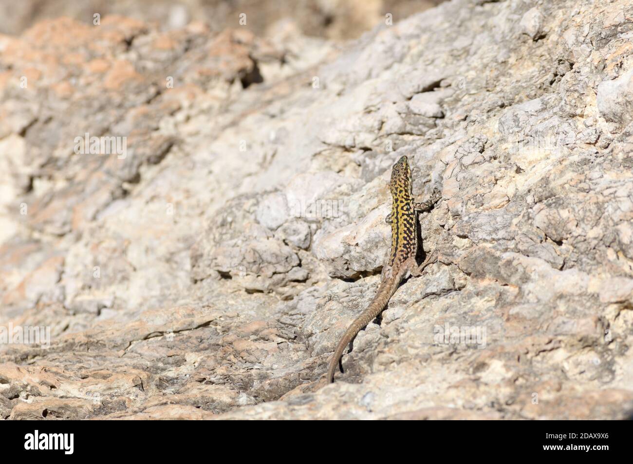 Little lizard on a rock Stock Photo - Alamy