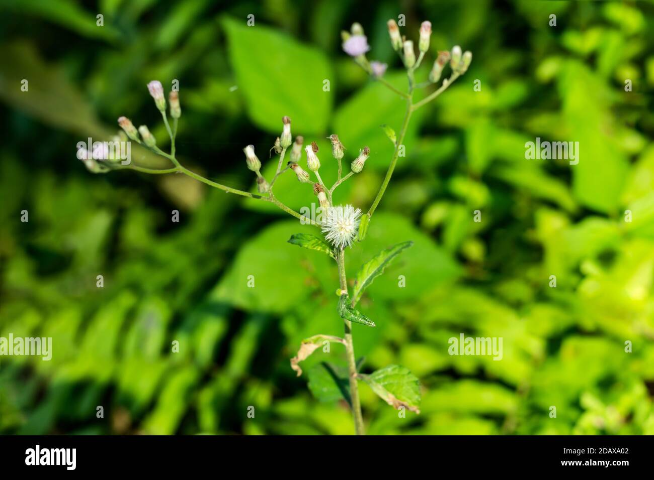 Tiny wild flower hi-res stock photography and images - Alamy