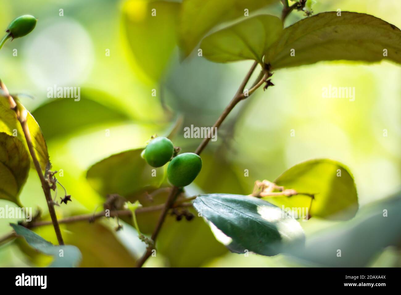 Apple kul hi-res stock photography and images - Alamy