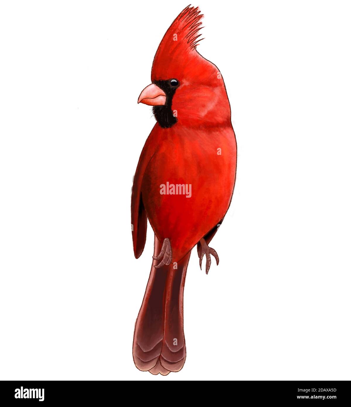 Northern cardinal bird illustration hi-res stock photography and images ...