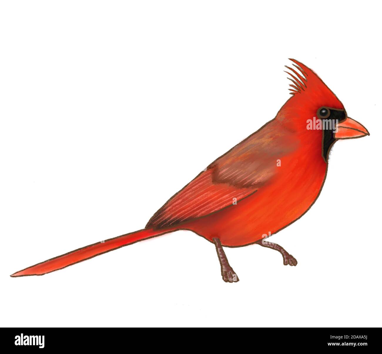 Northern cardinal bird illustration hi-res stock photography and images ...