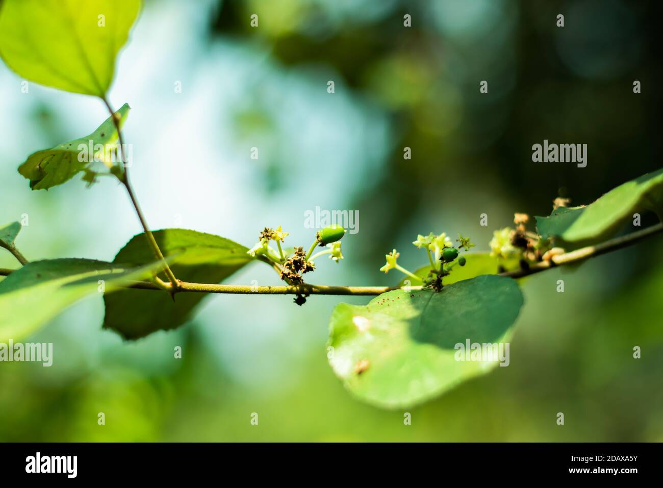 Apple kul hi-res stock photography and images - Alamy