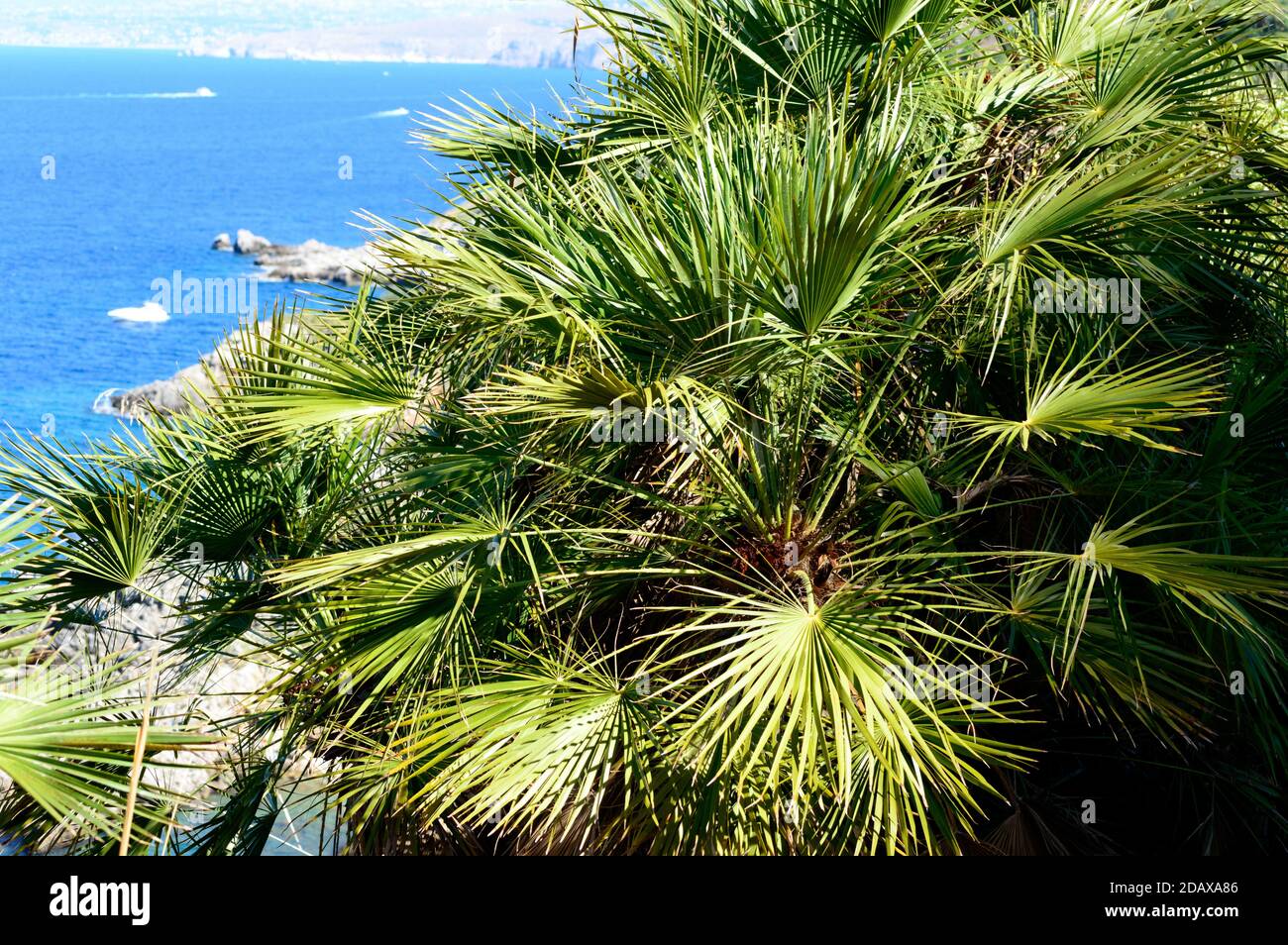 Dwarf palm trees of the Zingaro natural reserve, a typical plant of the ...
