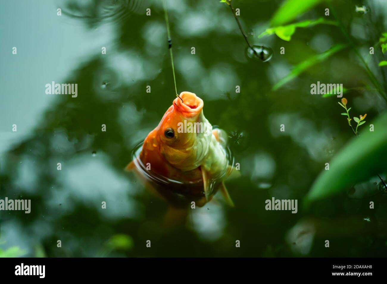 Holding goldfish hi-res stock photography and images - Alamy