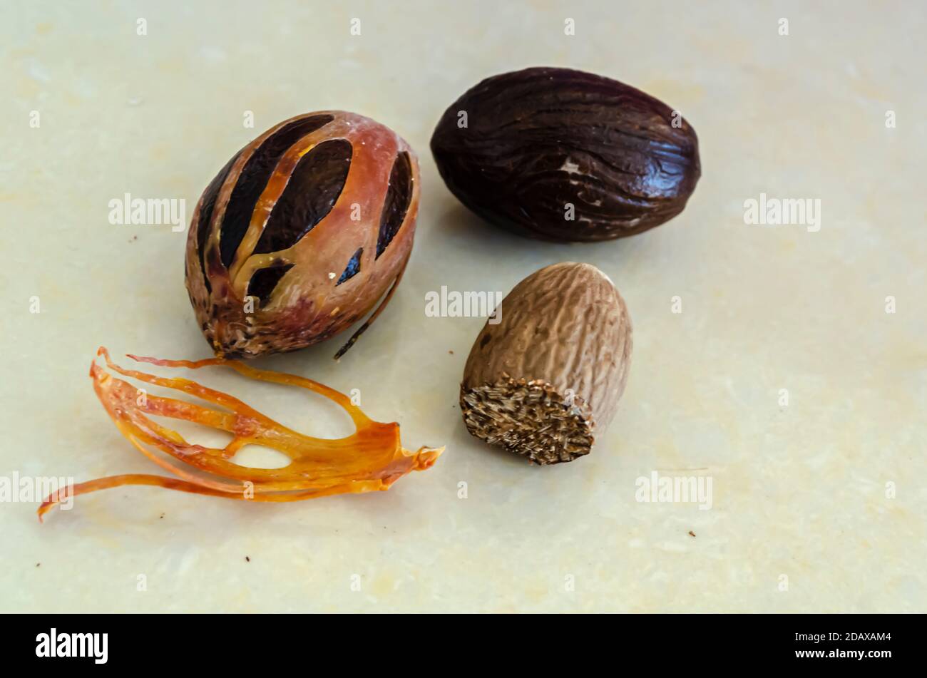 Nutmeg shell hi-res stock photography and images - Alamy