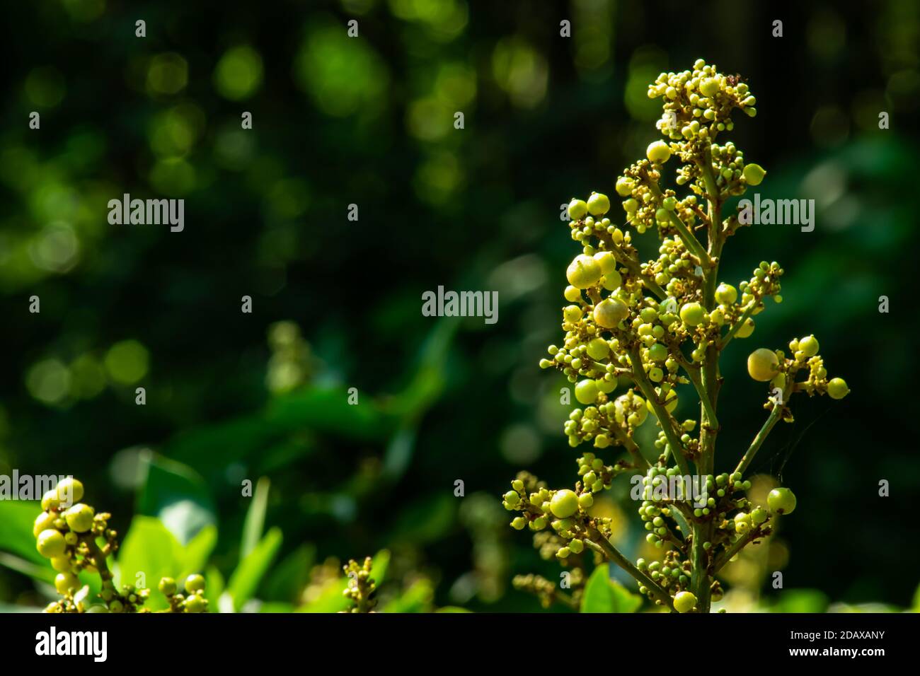 Fruit vining plants hi-res stock photography and images - Alamy