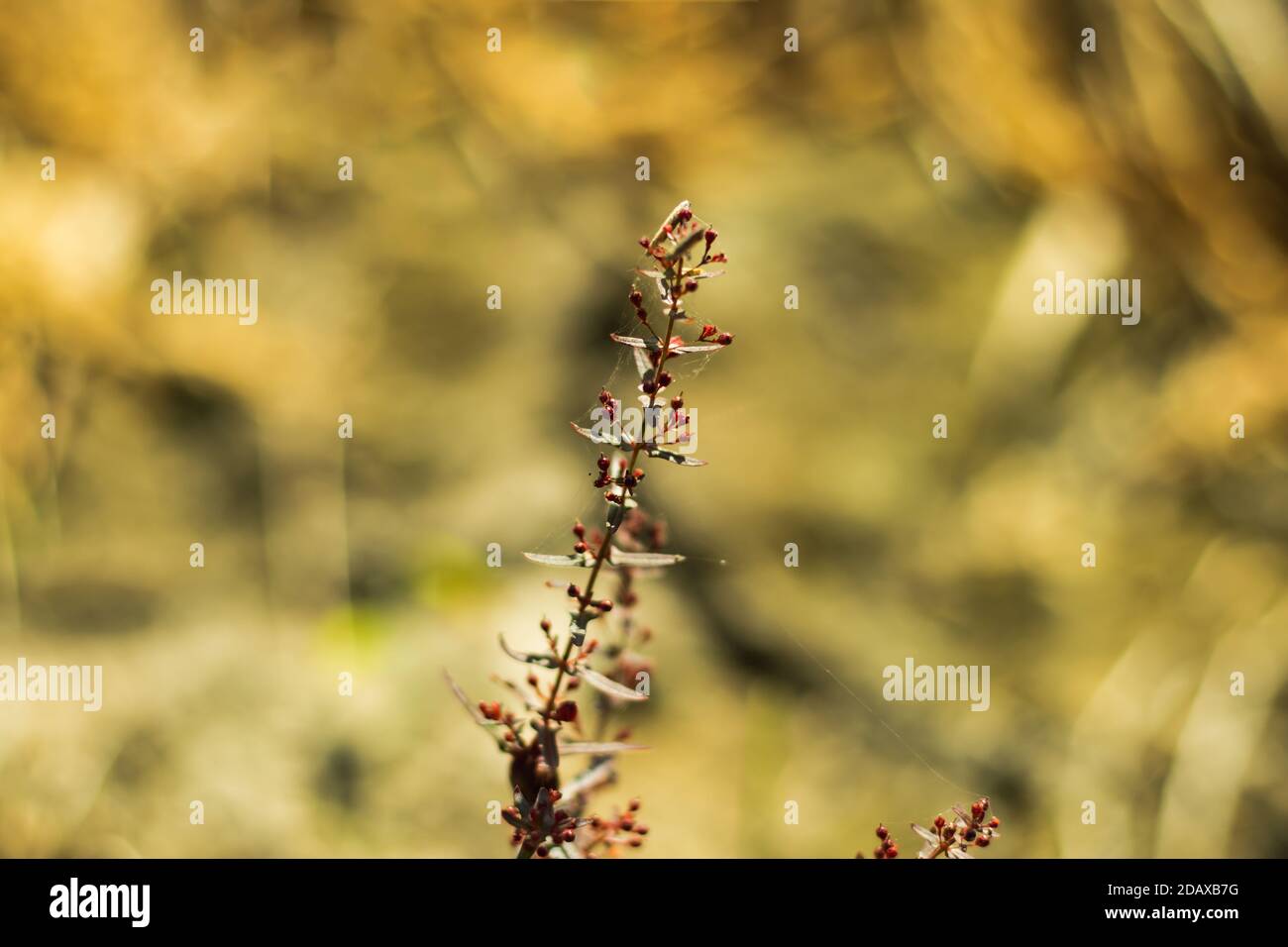 Little cherry grass fruit in to the paddy plant Stock Photo - Alamy