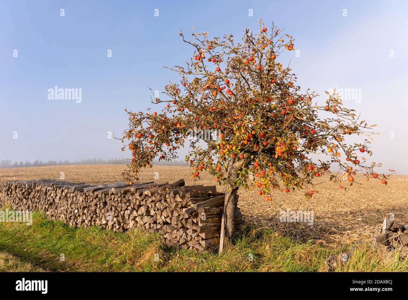 Apples and firewood hi-res stock photography and images - Alamy