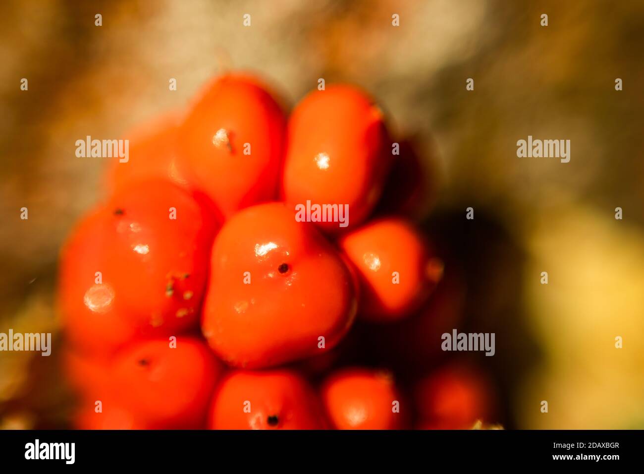 Kochu Plant High Resolution Stock Photography and Images - Alamy