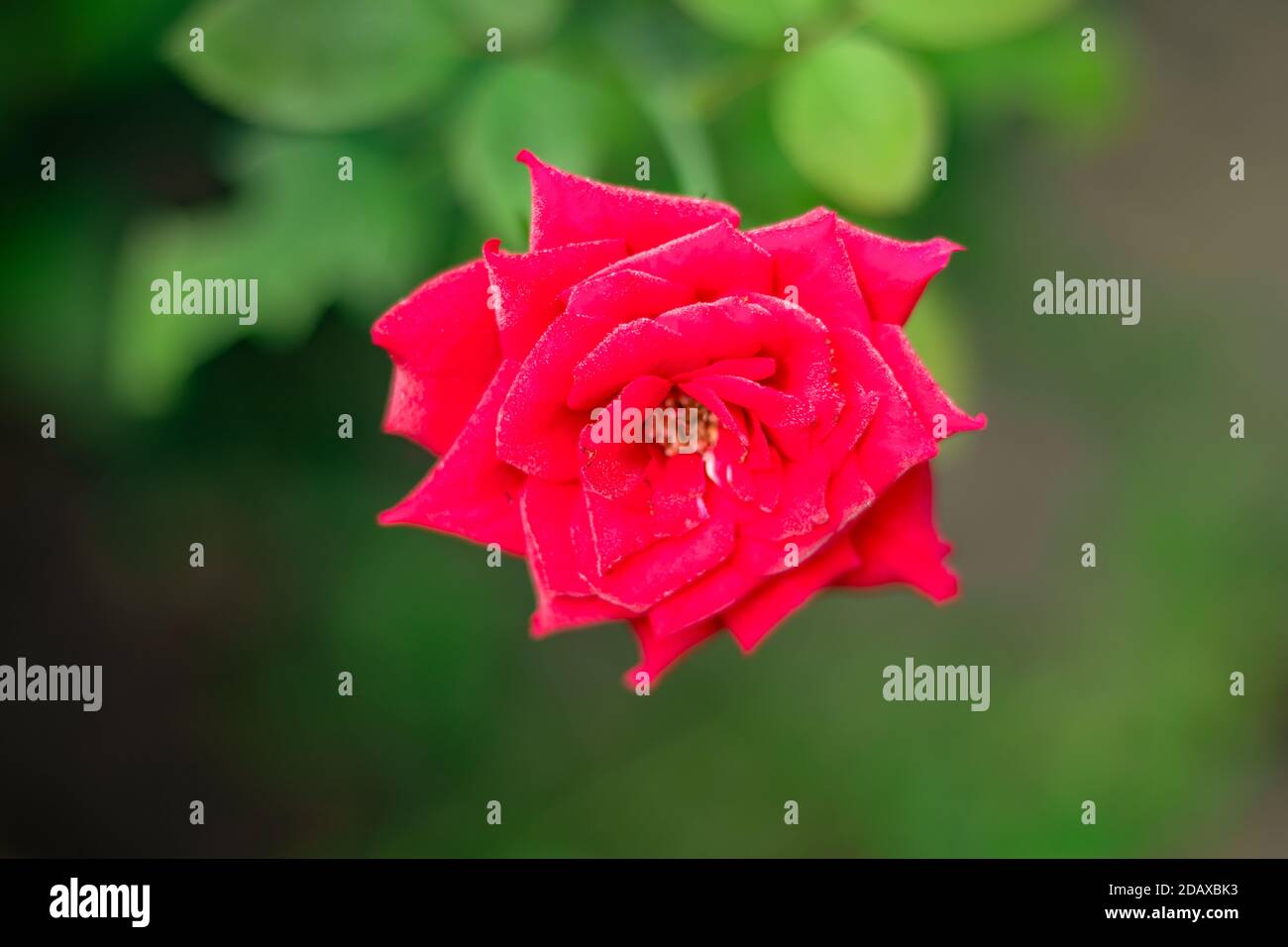 Rosewood pink hi-res stock photography and images - Alamy