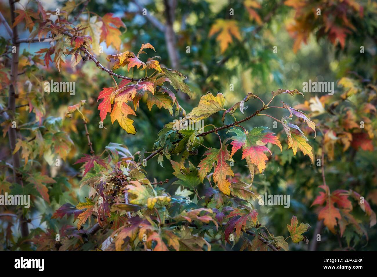 Colorful deciduous oak tree in autumn, oak tree foliage changes color ...
