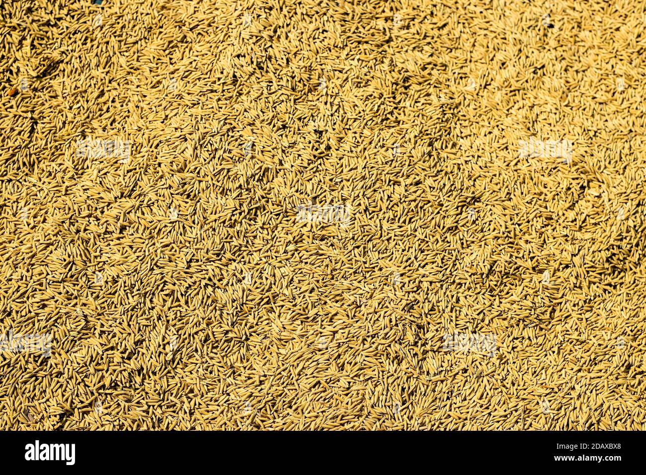 Process paddy into rice hi-res stock photography and images - Alamy