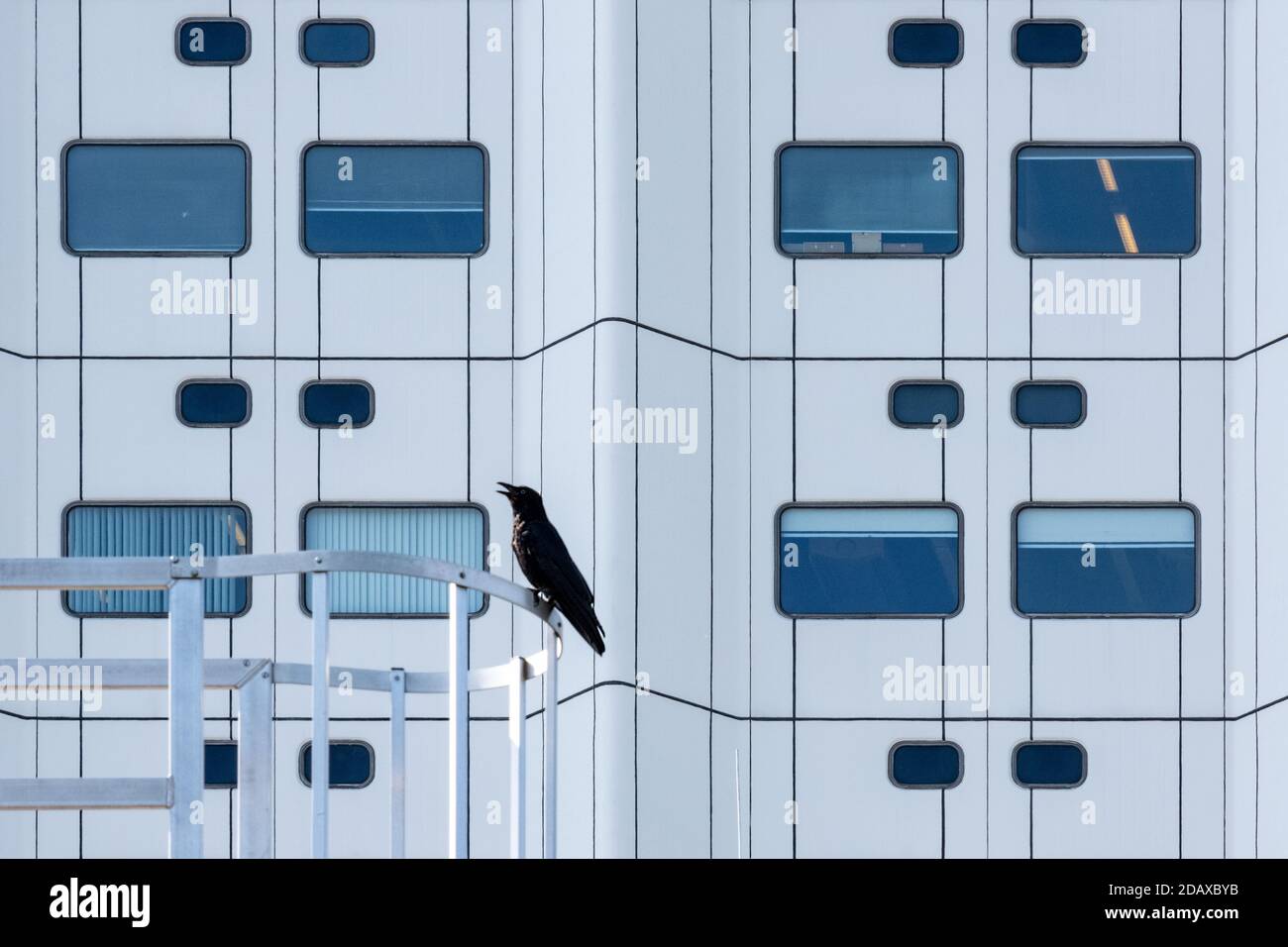 a crow sitting on a fence in front of a modern facade of a hospital ...